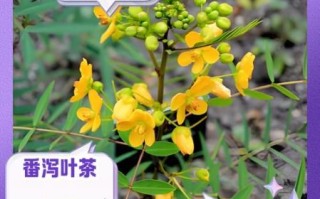 番泻叶减肥正确吃法_番泻叶一天喝几次不伤身