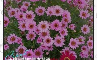 玛格丽特花的花语是什么_玛格丽特花适合送什么人