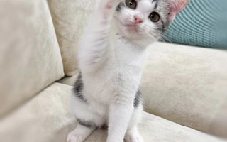 起司猫图片哪里找_起司猫壁纸高清下载