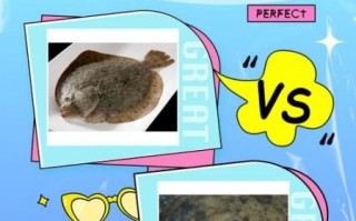 鲽鱼长什么样_鲽鱼外形特征图解