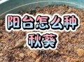 盆栽秋葵怎么种_阳台秋葵多久能收获