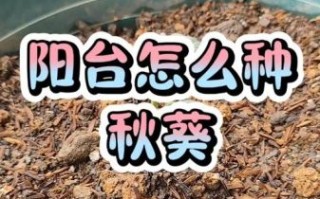 盆栽秋葵怎么种_阳台秋葵多久能收获