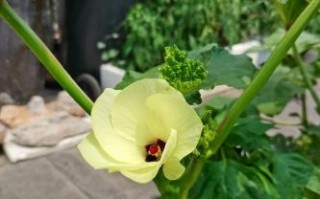 秋葵app破解版下载靠谱吗_秋葵app破解版最新版本在哪找