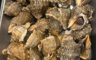 黄花鱼是海鲜吗_黄花鱼属于海鱼还是淡水鱼