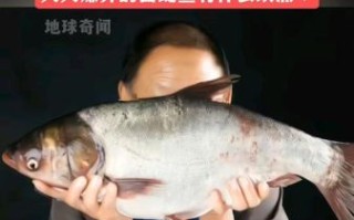 白鲢鱼为什么吃的人少_白鲢鱼口感差吗