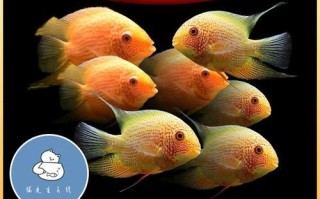 菠萝鱼繁殖条件_菠萝鱼繁殖水温多少合适