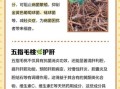 五指毛桃能治妇科炎症吗_怎么用才有效