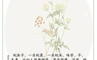 蛇床子的功效与作用_蛇床子能提高性功能吗