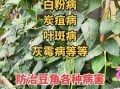 豆角中毒有哪些症状_豆角中毒多久出现反应