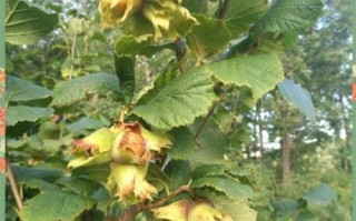 榛子树苗几年结果_如何提高挂果速度