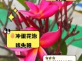 冲鸡蛋花的功效与禁忌_适合什么人喝
