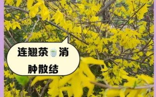 连翘的功效与作用_连翘泡水喝有什么禁忌