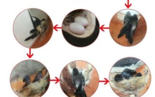 燕窝是什么东西做的_燕窝是怎么形成的