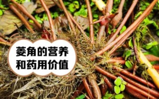 野菱角长什么样_野菱角能吃吗