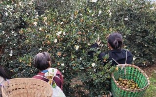 油茶树怎么种植_油茶树管理技术要点