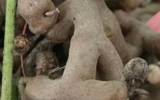 鸡爪梨泡酒的功效与作用_鸡爪梨泡酒怎么泡