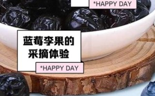 蓝莓李果是什么水果_蓝莓李果和蓝莓的区别