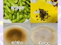 盐水煮毛豆怎么做_毛豆煮多久才入味