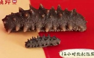 晓芹海参价格多少钱一斤_晓芹海参和獐子岛海参哪个好