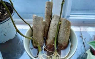 山药豆刚发芽能吃吗_发芽山药豆怎么处理