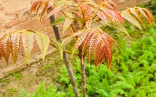 香椿叶子能吃吗_香椿叶怎么吃才安全