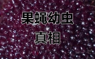 杨梅虫子是什么虫_杨梅虫子能吃吗