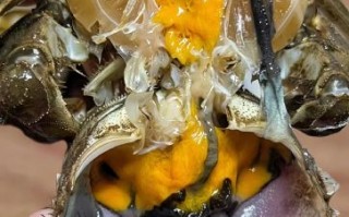 醉蟹怎么腌制_醉蟹腌制配方