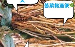 苦菜子根的功效与作用_苦菜子根怎么吃效果最好