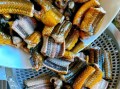 四川爆炒鳝鱼片怎么做_鳝鱼片去腥技巧