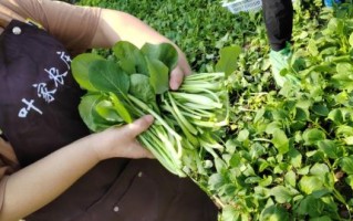 绿色蔬菜图片大全大图_有哪些种类