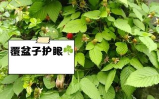 覆盆子图片大全大图_覆盆子功效与作用有哪些