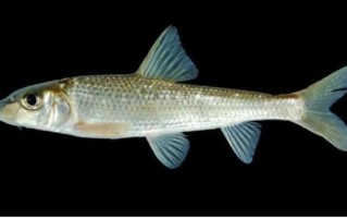 鲫花鱼图片_鲫花鱼是什么鱼