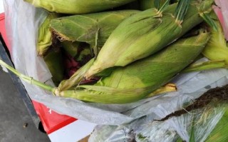 黑美人西瓜好吃吗_口感怎么样