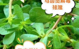 马齿菜伤肾是真的吗_马齿菜怎么吃才安全