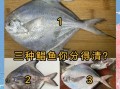 鲳鱼有几个品种_常见鲳鱼种类区别