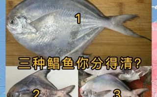 鲳鱼有几个品种_常见鲳鱼种类区别