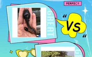 田鸡怎么做好吃_田鸡和牛蛙的区别