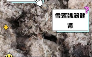 雪莲花泡水喝的功效_雪莲花泡水喝的禁忌