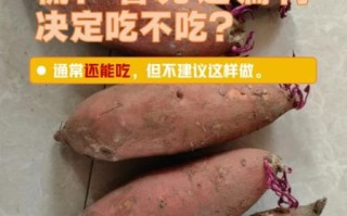 大薯怎么保存不发芽_大薯发芽还能吃吗