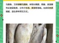 马面鱼多少钱一斤_马面鱼价格行情