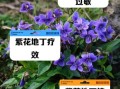 紫花地丁的功效与作用_紫花地丁怎么种植