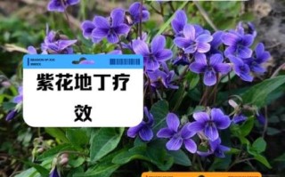 紫花地丁的功效与作用_紫花地丁怎么种植