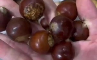 生板栗怎么去壳_生板栗内皮怎么去掉