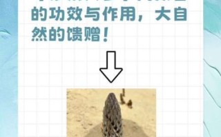 苁蓉怎么读_苁蓉的功效与作用