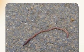 铁线虫入侵症状_如何预防铁线虫感染