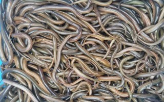 黄鳝养殖技术_黄鳝怎么养长得快