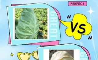 包菜和卷心菜的区别_怎么区分包菜与卷心菜