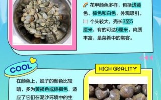 花甲和蛏子哪个更营养_花甲和蛏子的区别