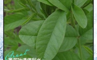 番泻叶能减肥吗_番泻叶的副作用有哪些