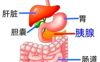 胰脏是什么_胰脏的功能有哪些